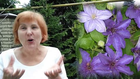 КАК ВЫРАЩИВАТЬ КЛЕМАТИС - клематис уход и выращивание - видео обзор ...