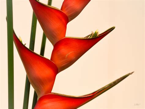 Helikonie Foto & Bild | flower, natur, blumen Bilder auf fotocommunity