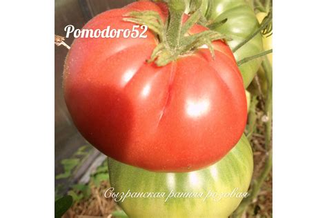 Сызранская розовая ранняя