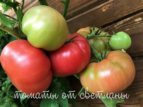 Укус змеи (ПРОЕКТ "DWARF TOMATO") - семена томатов