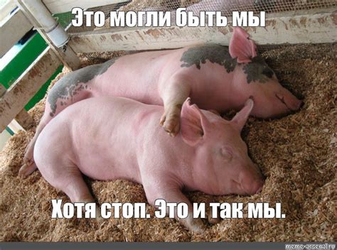 Создать мем "порода свиней, свиноводство, свинья" - Картинки - Meme ...