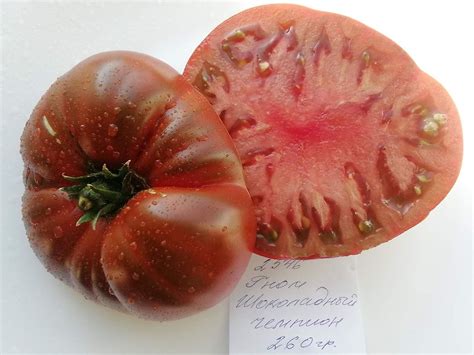 2546- Dwarf Chocolate Champion / Гном Шоколадный Чемпион | Tomatoeden