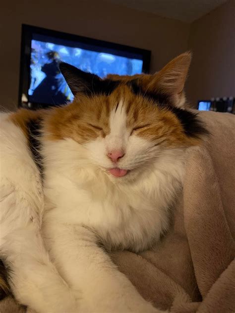 Фото котиков | FotoRelax