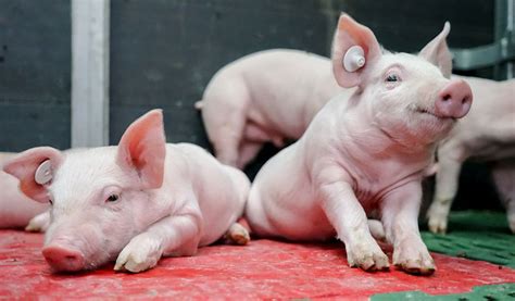 Ferkel - Ferkelerzeugergemeinschaft Barnstorf-Twistringen GmbH