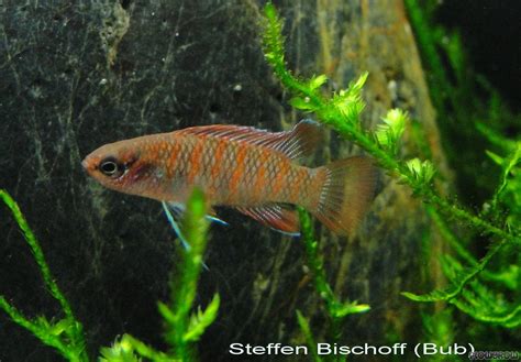 Dario dario - Scarlet Blaubarsch - Flowgrow Fisch-Datenbank