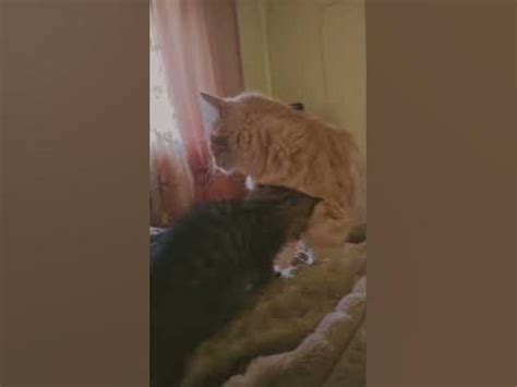 мои любимые котики ️ - YouTube