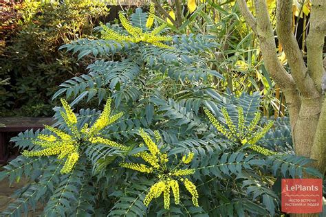 Магония била (Mahonia bealei) — описание, выращивание, фото | на ...