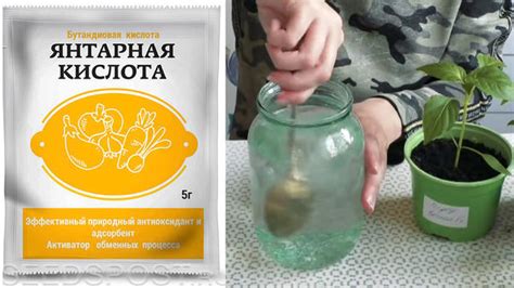 Подкормка рассады янтарной кислотой. Видео