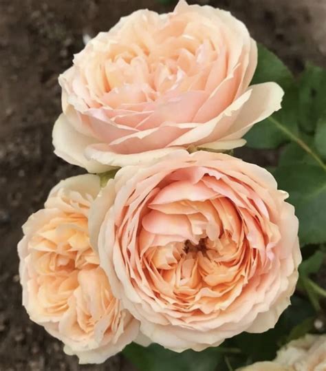 Роза СВИТ Каталина. (Sweet Catalina) Спрей купить в интернет-магазине ...