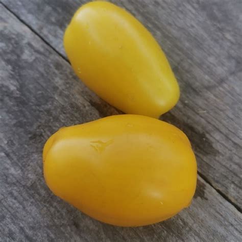 Купить семена Томат Гном Банановые Пальчики (Dwarf Banana Toes)10 шт ...