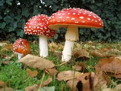 Fungi - Kingdom Project