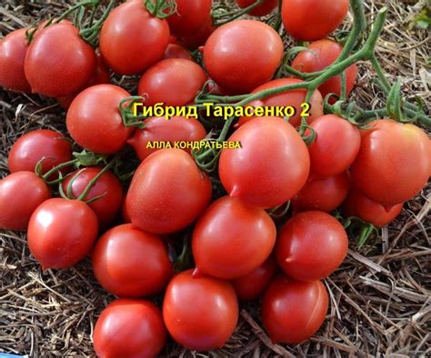 Томат Гибрид Тарасенко 2: описание сорта, отзывы, фото, урожайность
