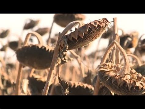 Урожай подсолнечника в Казахстане снизится в этом году - YouTube