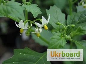 Продам санберри, самбери - купить санберри, самбери - Лохвица — Ukrboard