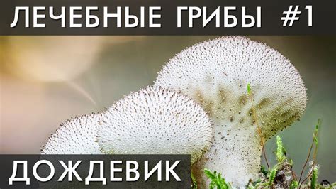 Гриб Дождевик. Выводит радионуклиды и тяжёлые металлы из организма ...