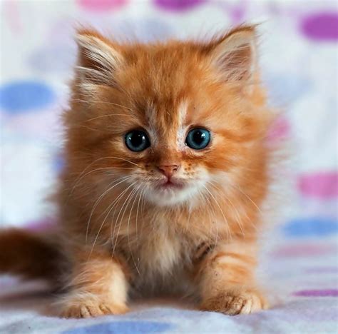 Маленький рыжий котенок - картинки и фото koshka.top