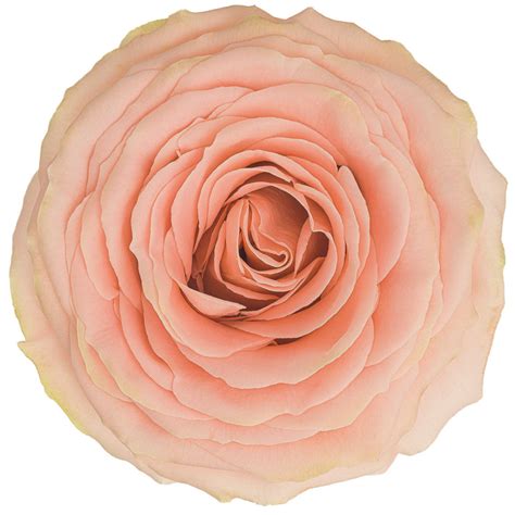 Дорис Дэй - Одноголовые - Каталог роз - Каталог - roseline8.make.inspiro.su