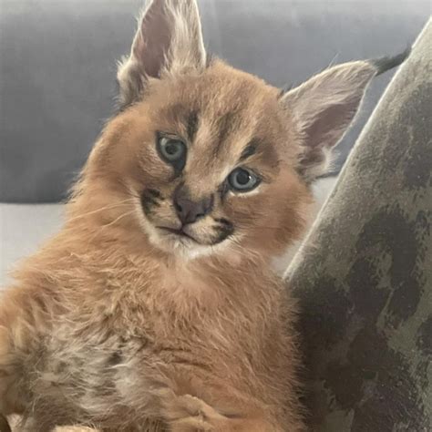 Котёнок Каракала – купить в Краснодаре, цена 350 000 руб., дата ...