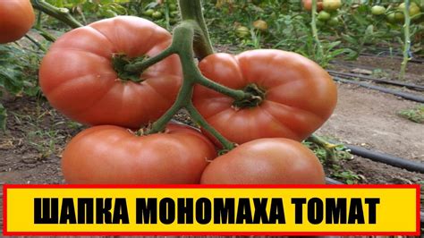 ШАПКА МОНОМАХА ТОМАТ ОТЗЫВЫ || ШАПКА МОНОМАХА ХАРАКТЕРИСТИКА || ШАПКА ...