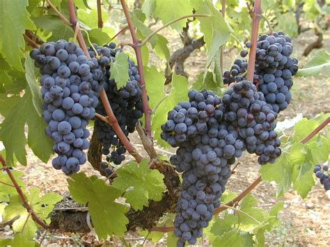 Zinfandel - kalifornijska crna vinska sorta grožđa
