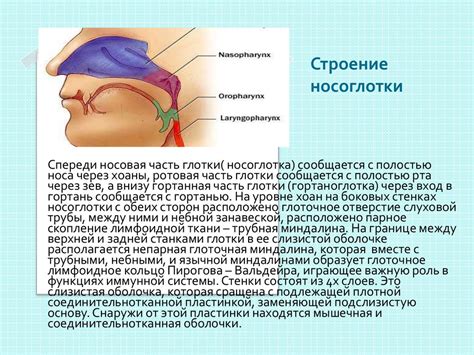 Заболевания носоглотки у детей - презентация онлайн
