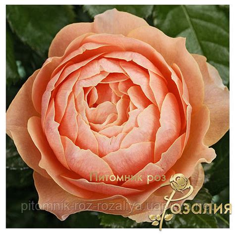 Саженцы роз Abbaye de Cluny /Абби де Клуни/, цена 60 грн - Prom.ua (ID ...