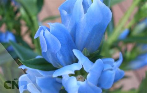 CNB.nl | Blue Magic