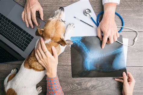 Understanding the Types of Veterinary Care | Oakland Veterinary ...