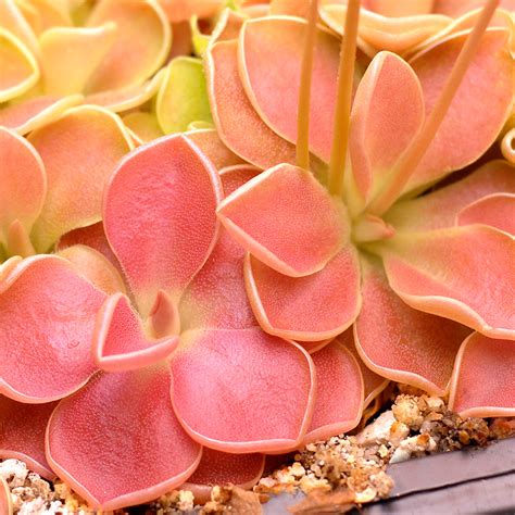 Растения-хищники :: myPlants