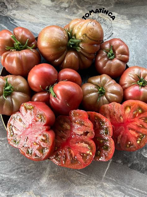 Гном Малиновая нерка (Crimson Sockeye Dwarf) США – Tomatinсa.ru