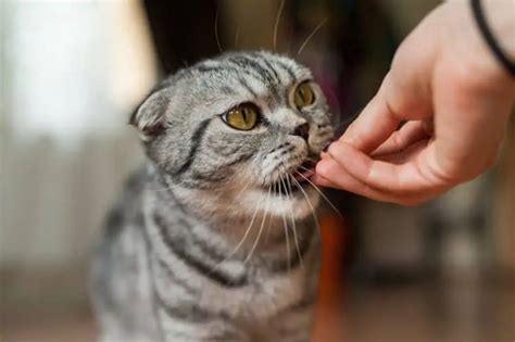 Сколько времени кошка может прожить без еды? Что тебе нужно знать!