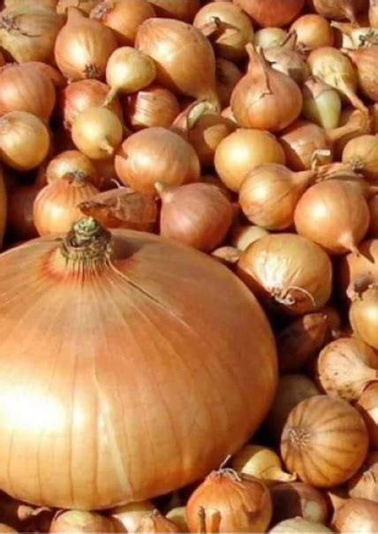 Продаю лучок на посадку Сорт Бессоновский. Цена 120 р.литровая банка ...