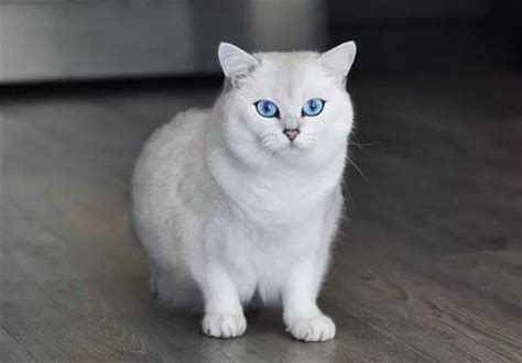 Белая Кошка С Голубыми Глазами Фото