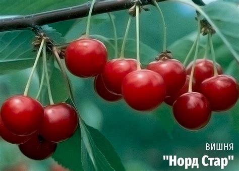 Новости питомника: Сливы, груши и вишни пополнили ассортимент