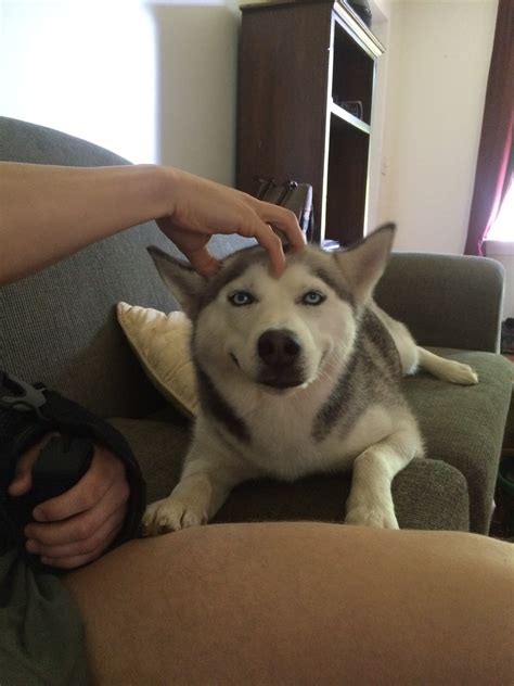 хаски (husky, сибирская хаски, сибирский хаски, ) :: собака улыбака ...
