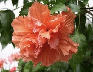 Гибискусы - Гибискус Оранжевый махровый
