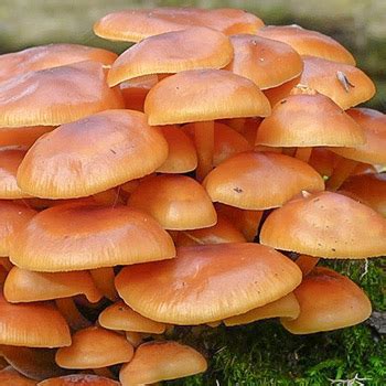 Купить мицелий опят с доставкой почтой в Алматы, Казахстане | интернет ...