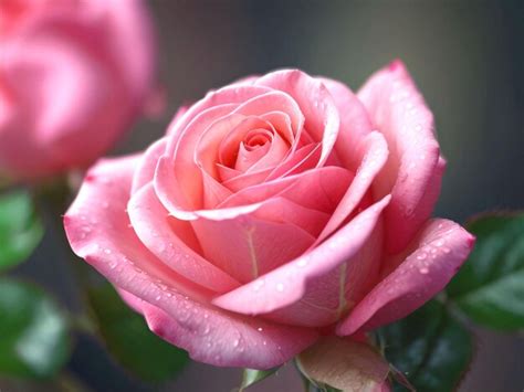 Premium Photo | Pink rose for valentines day background