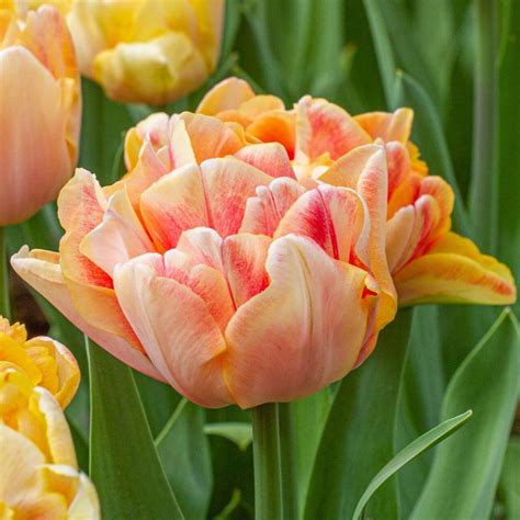 Tulip Charming Beauty
