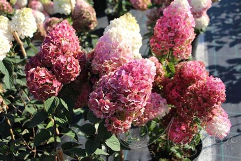 Гортензия метельчатая (Hydrangea paniculata `Framboisine`) - Гортензия ...