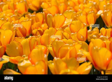 Tulip Blushing Apeldoorn Stock Photo - Alamy