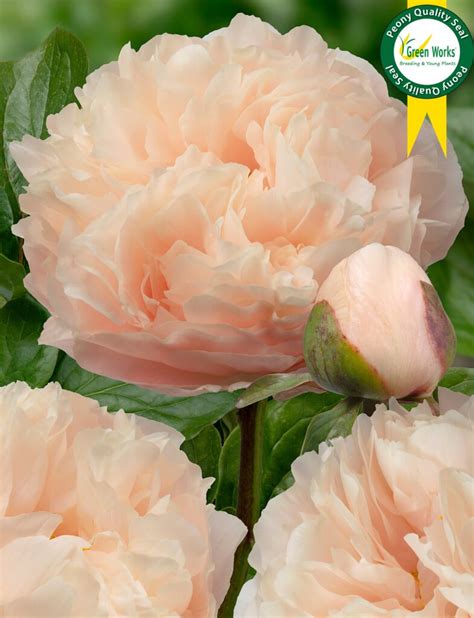 Peony Pastelegance (Early - mid.) - Green Works - Specialist in Peonies