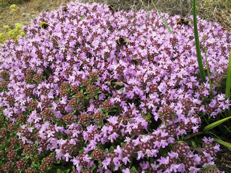 Thymus serpyllum - Изображение растения - Плантариум