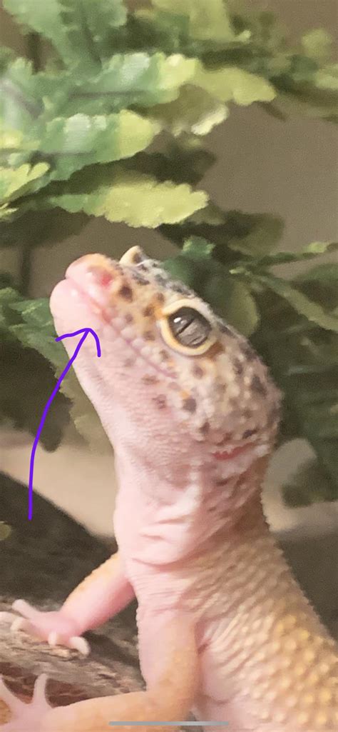 Something is Stuck on my Lizard’s Lip (Explanation in the comments) : r ...