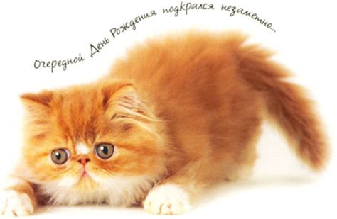 С днем рождения с рыжим котом - фото и картинки abrakadabra.fun