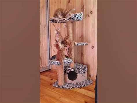 Малыши мейн кун #cat #kitten #кошенята #мейнкун #котята - YouTube