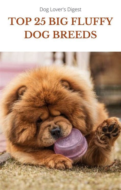 Top 25 Big Fluffy Dog Breeds for Ultimate Cuddling