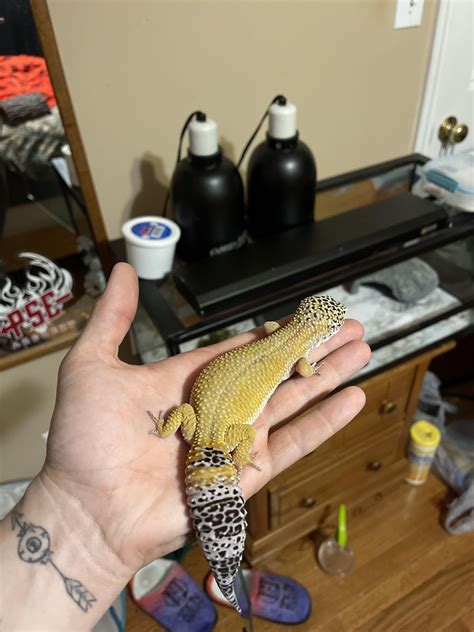 Hey all new gecko owner and I worry way too much about my little one does she look good and ...