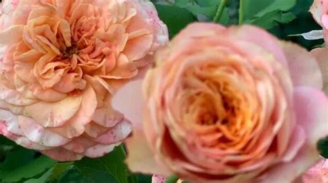 Роза Ла Вилла Кота ( Rose La Villa Kotta ) 10 августа 2021 г ...