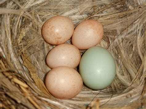 Cuckoo egg in nest of Daurian [IMAGE] | EurekAlert! Science News Releases